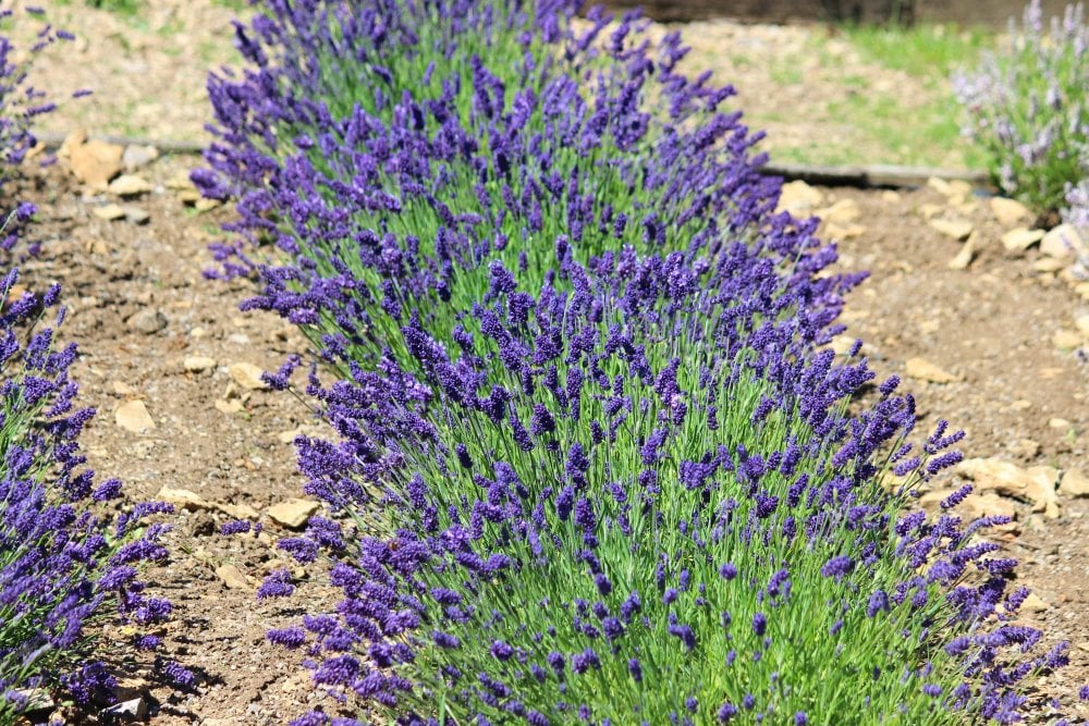 Lavender Hidcote Hedge Plants Lavandula Angustifolia Lavandula